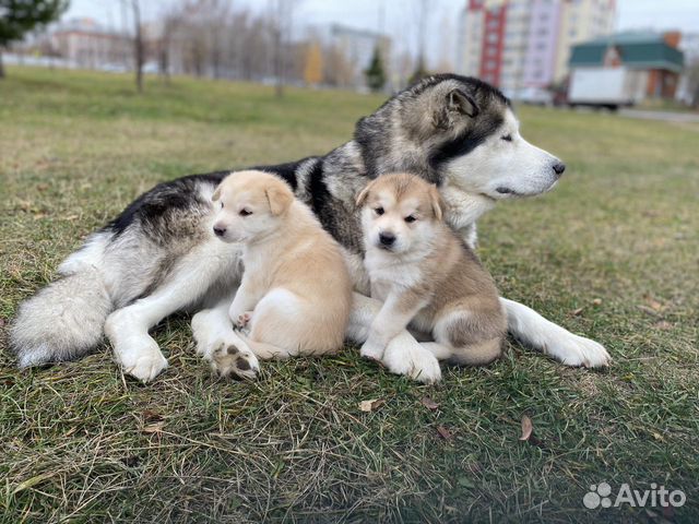 Аляскинский маламут