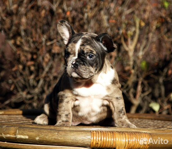 Французский бульдог девочка шоколадный мерль