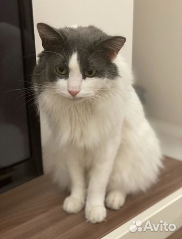 Кот