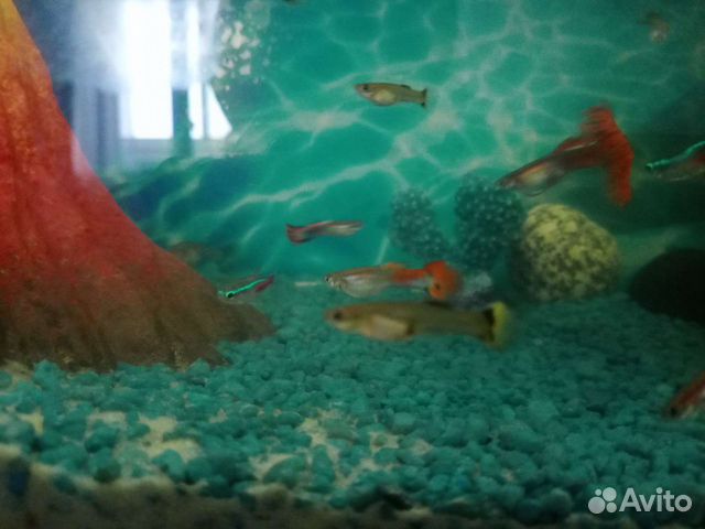 Аквариумные рыбки Гуппи