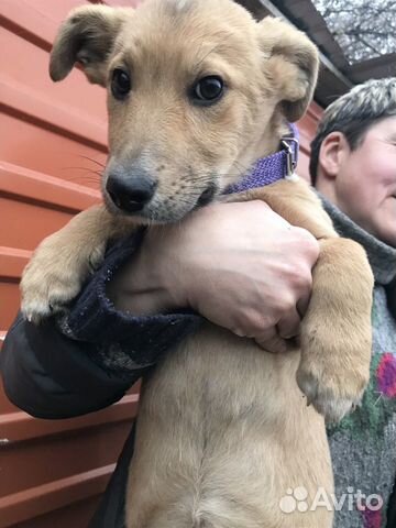 Щенок маленький в квартиру