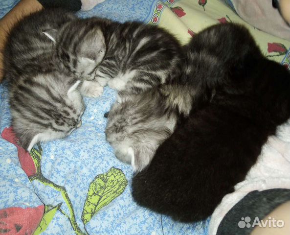 Котятки
