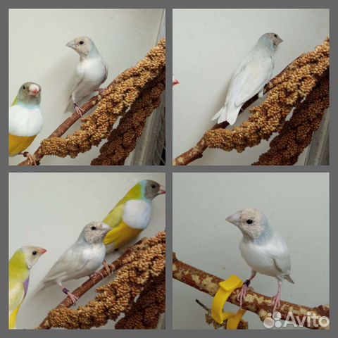 Самец Амадина Гульда (Сильвер)