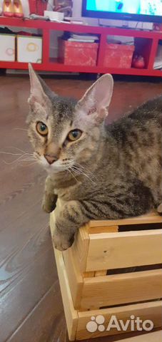 Бенгальская кошка