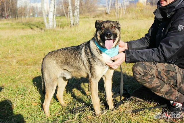 Добби никому не нужен