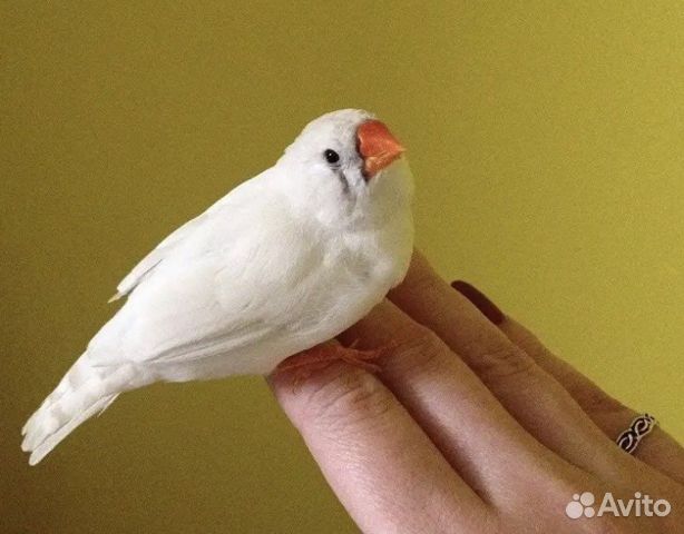 Самочка зебровой амадины