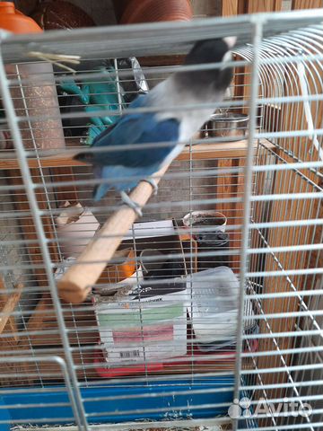 Ожереловый попугай