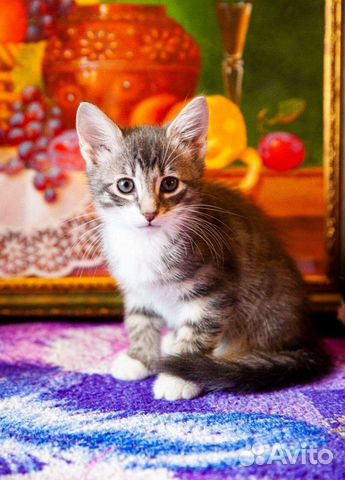 Котёнок Матвей, лоток знает