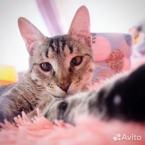 Котенок Чая