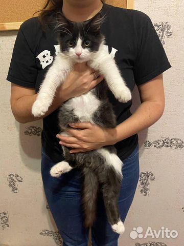 Котенок маркиз 5 месяцев