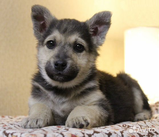 Ищет дом щенок Герда