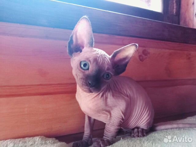 Канадский сфинкс котенок