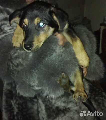 Собака
