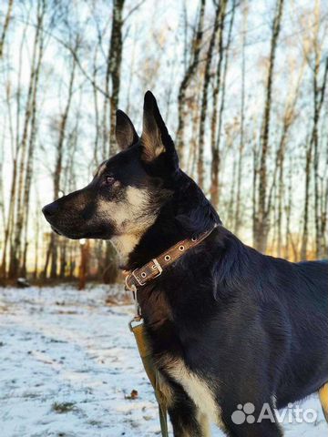 Собака погибнет в приюте