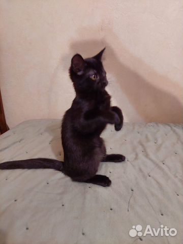Кошка