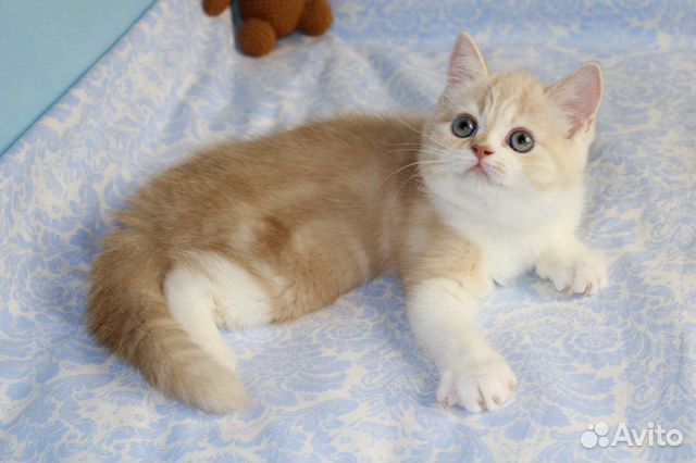 Прямоухий шотландский котик, нежнуля