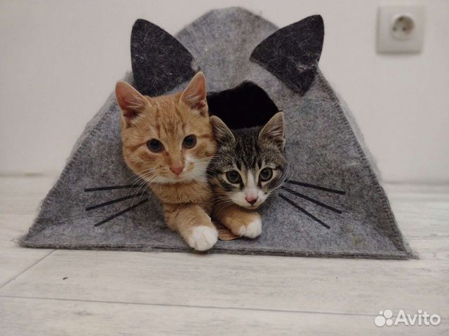 Котята