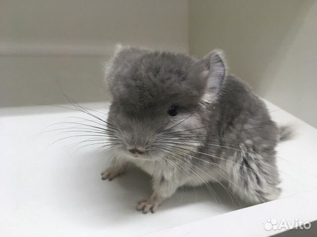 Шиншилла фиолет нс 100 на 67