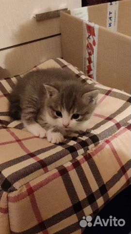 Британский кот