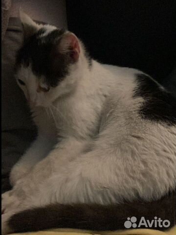 Котенок