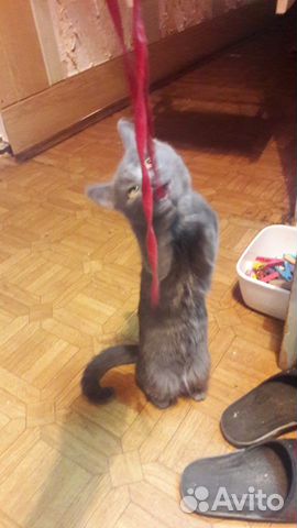 Красивый котёнок в добрый дом