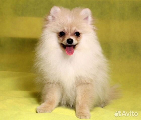 Девочка померанский той шпиц