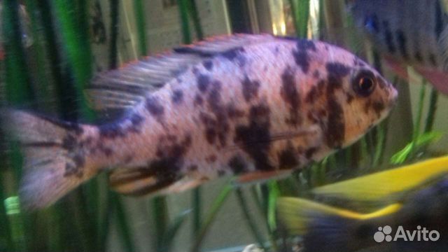 Рыба мультиколор пара