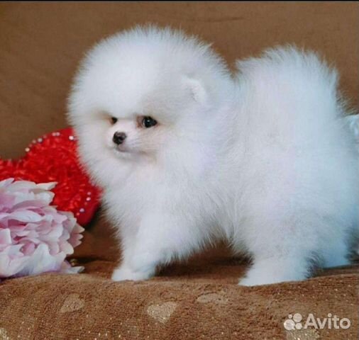 Померанский шпиц мини