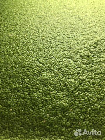 Ряска для аквариума