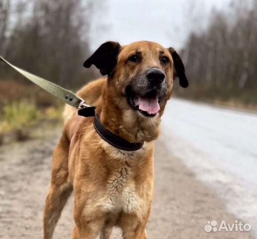 Добрый пёс Рыжик остался без дома