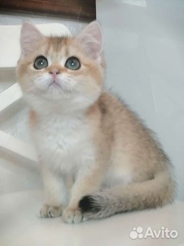 Кошка золотая шиншилла