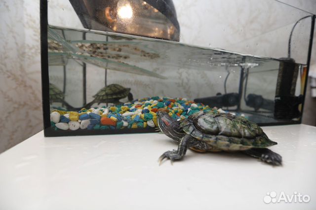 Красноухая черепаха с аквариумом