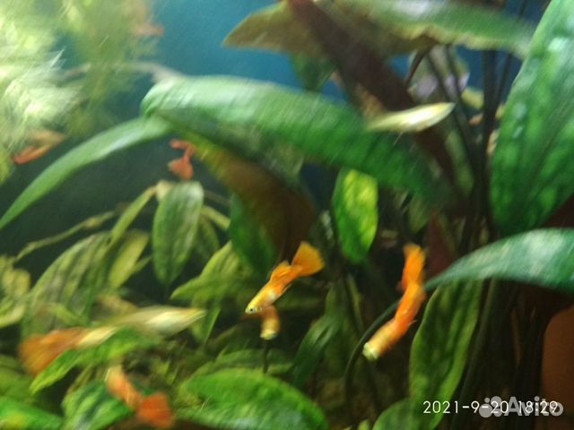 Гуппи "Московская алая"