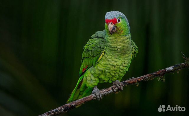 Краснолобый амазон выкормыш