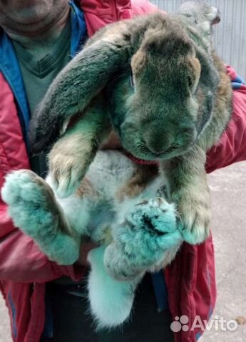 Кролики породы фландр