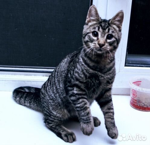 Полосатый котёнок мальчик