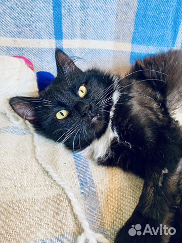 Ласковый котик Нафаня ищет семью