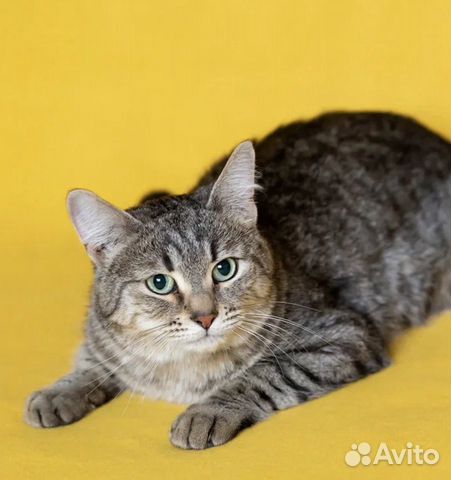 Ласковый несчастный котик подкидыш 1 год ищет дом