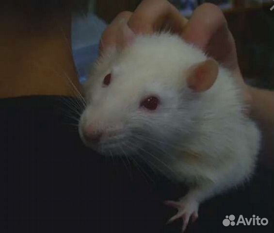Белая крыса