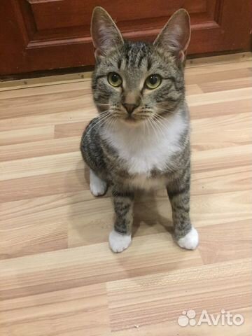 Кошечка подросток