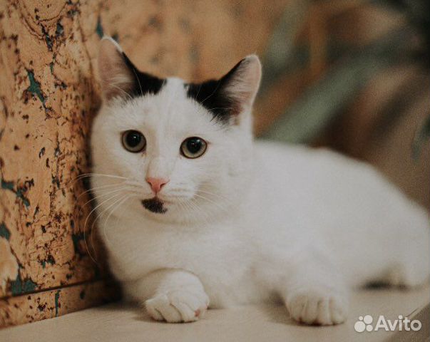 Котёнок мальчик 5 месяцев