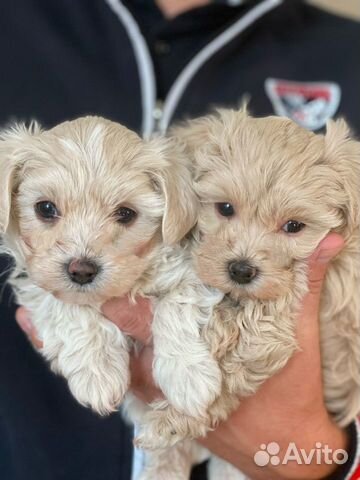 Мальтипу мини F1. Воспитаны, ласковы. Приучены к п