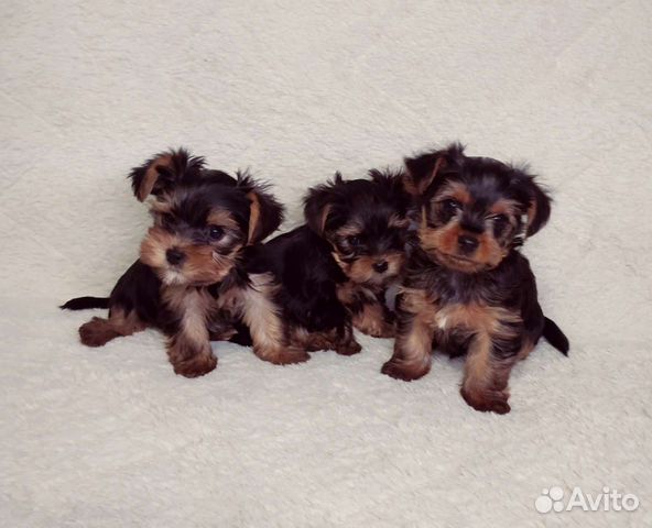 Йоркширский терьер щенки