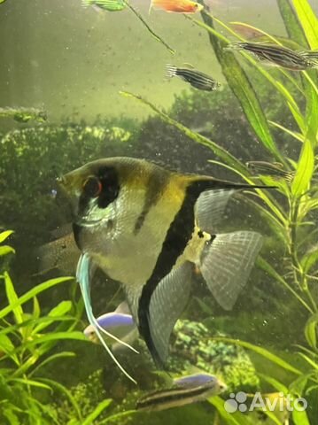 Скалярии, меченосцы