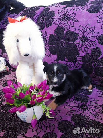 Ищет дом щенок не крупной Собачки Томми