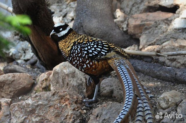 Королевский фазан