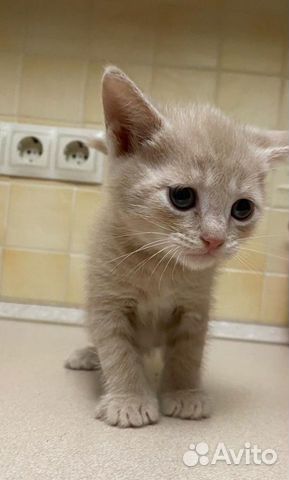 Котята Шотландки вислоухой