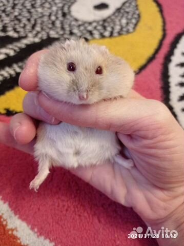 Джунгарский хомяк