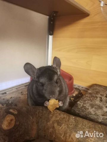 Шиншилла средний эбони