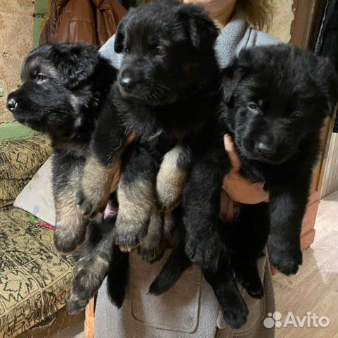 Крупные Щенки с отличными данными